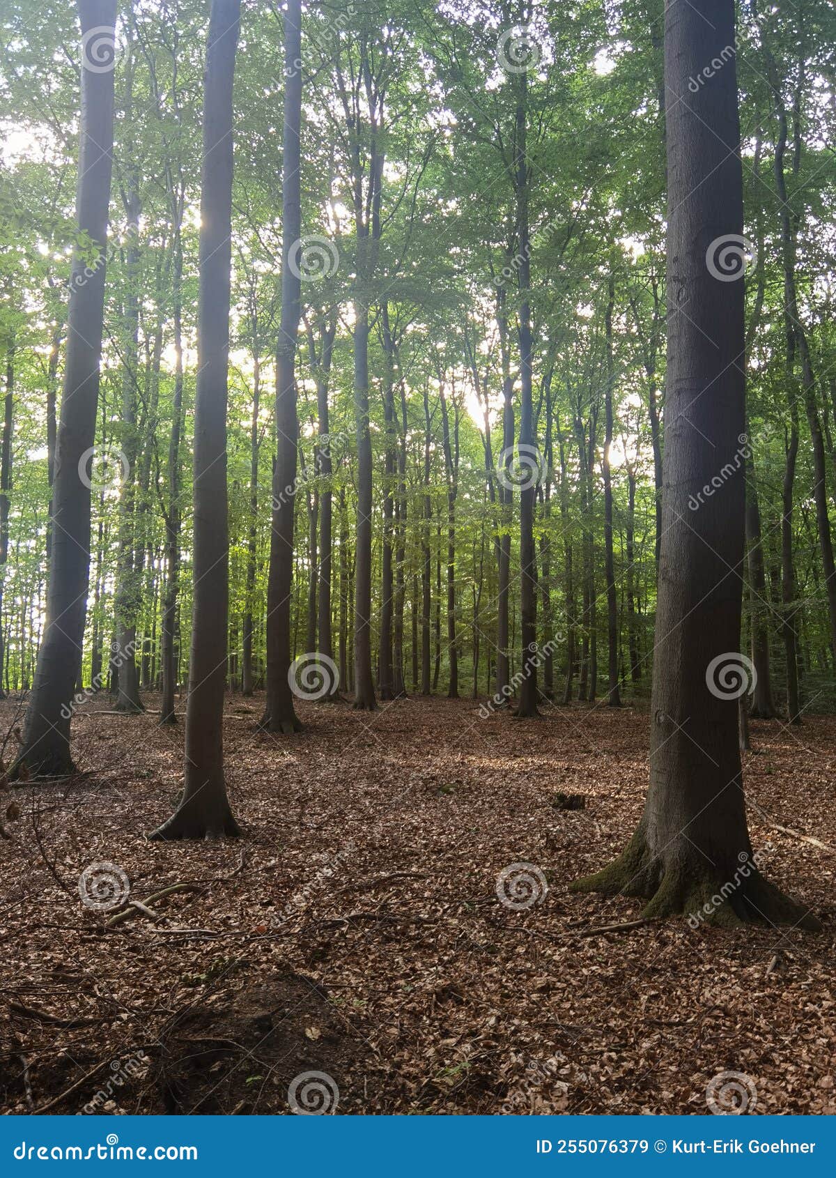 Photos of Nature in Northern Germany Stock Image - Image of autumn ...