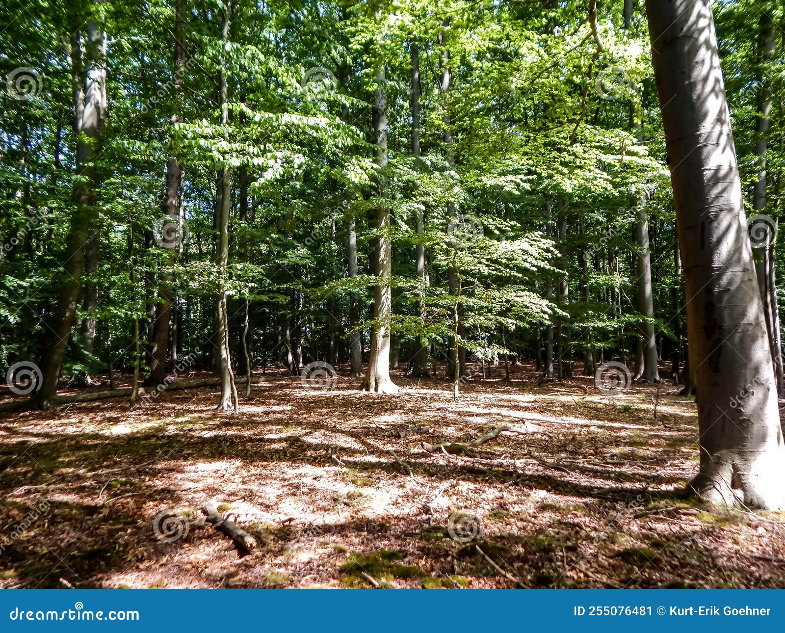 Photos of Nature in Northern Germany Stock Image - Image of park ...