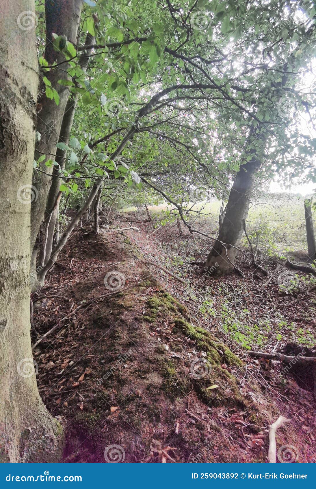 Photos of Nature in Northern Germany Stock Photo - Image of jungle ...