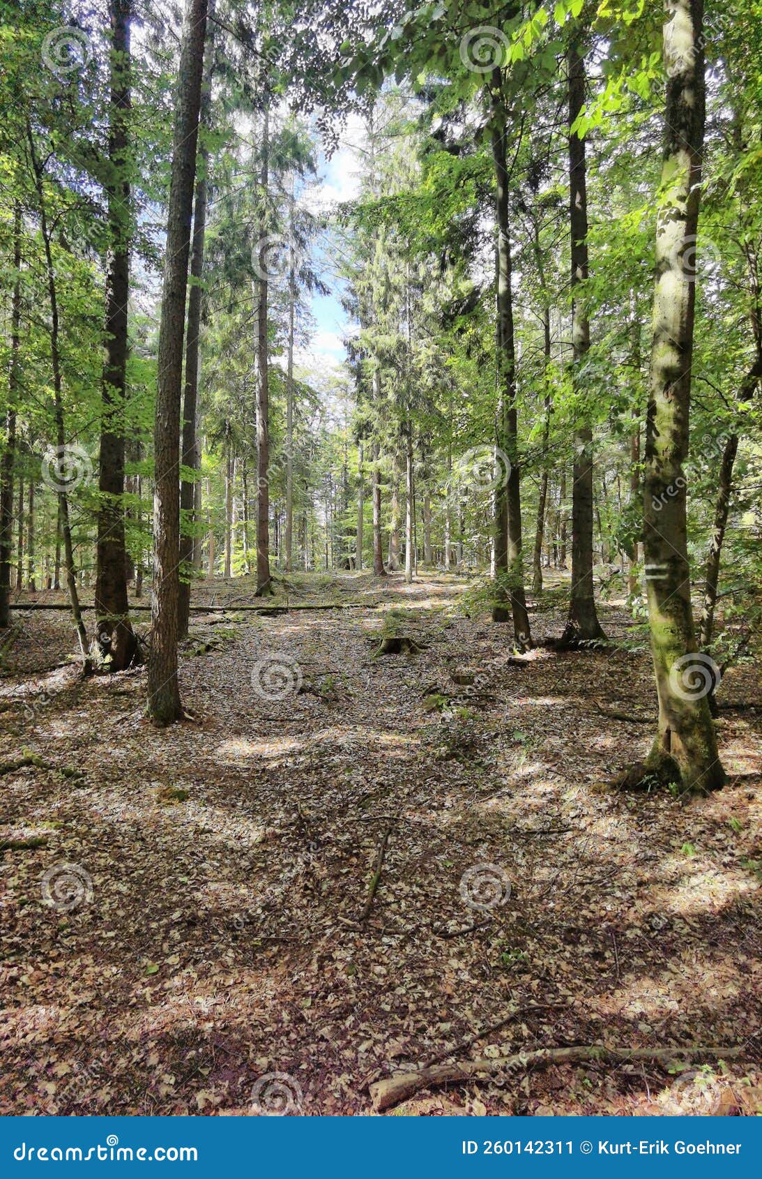 Photos of Nature in Northern Germany Stock Image - Image of wetland ...