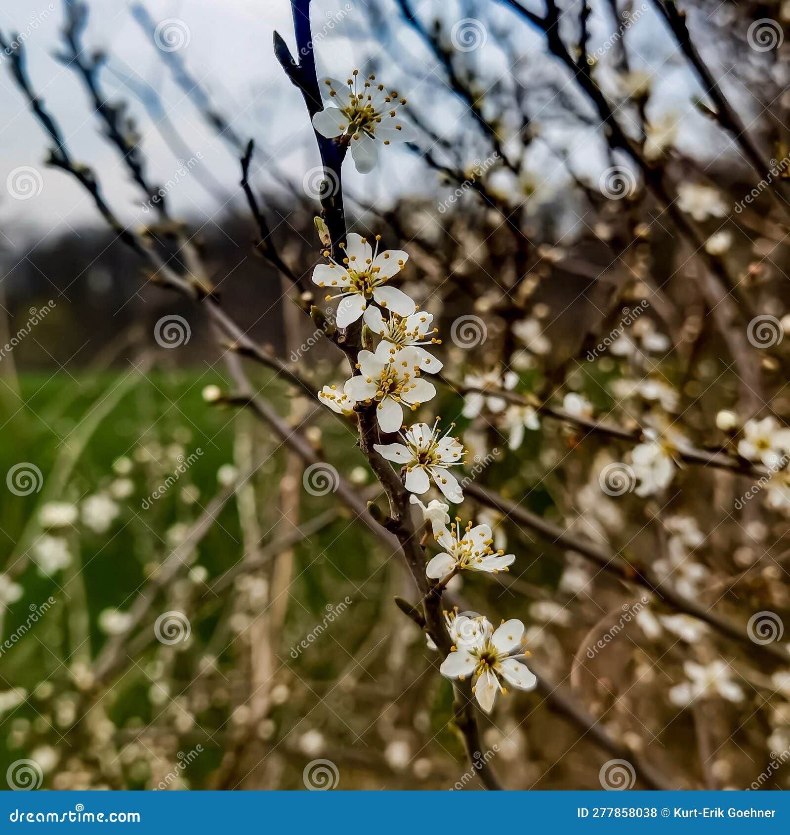 Photos of Nature in Northern Germany in Spring Stock Photo - Image of ...