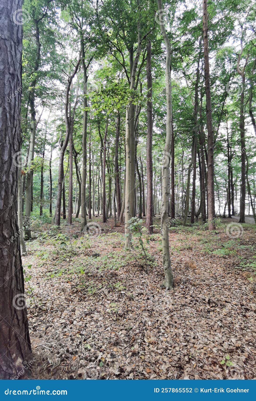 Photos of Nature in Northern Germany in Summer Stock Photo - Image of ...