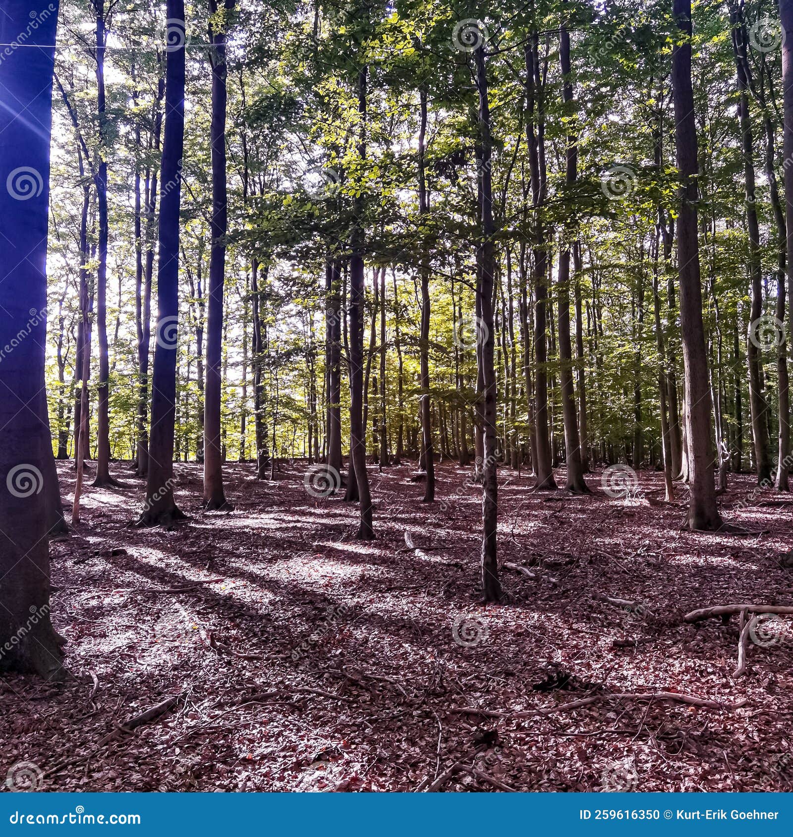 Photos of Nature in Northern Germany in Summer Stock Photo - Image of ...