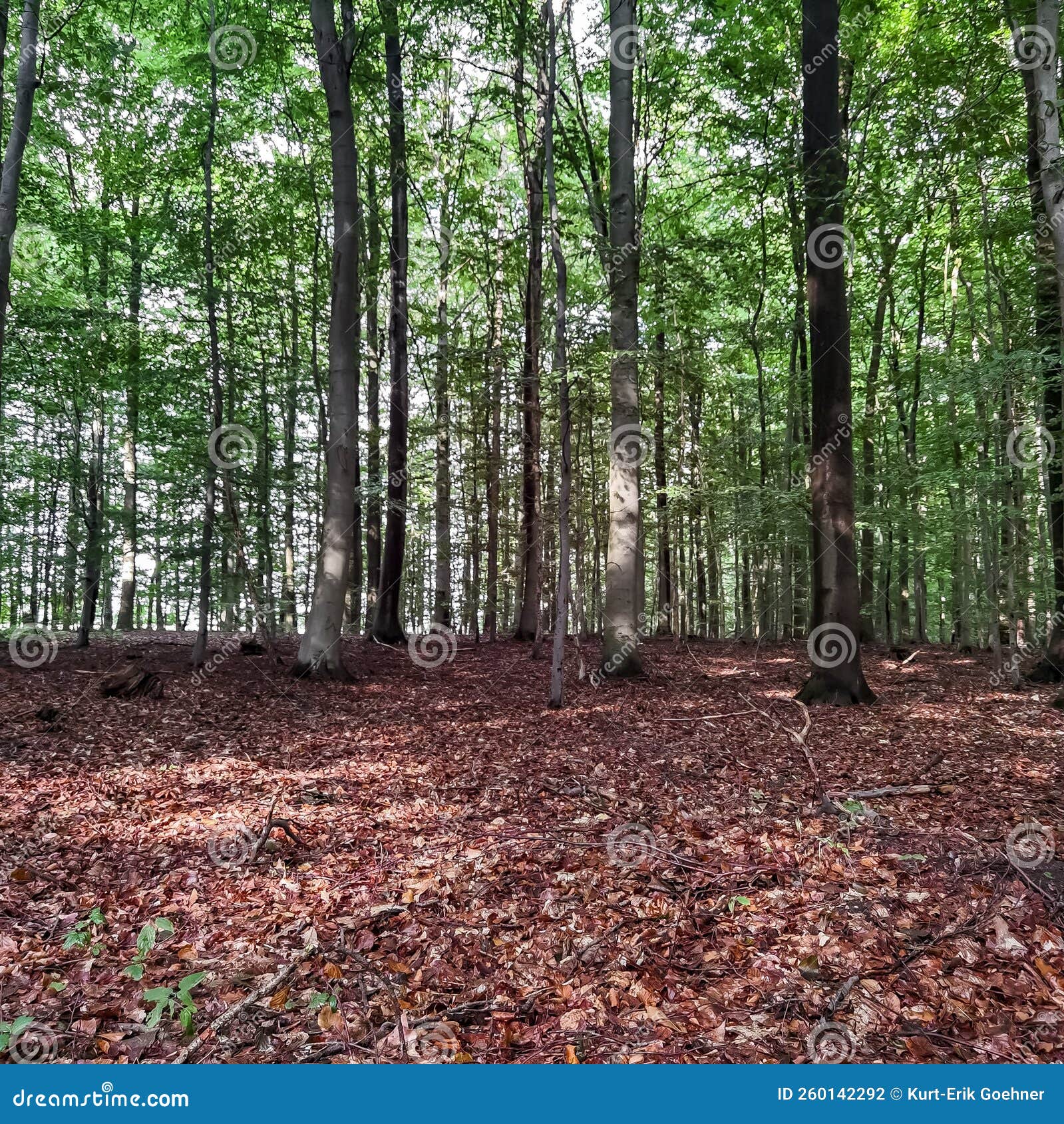 Photos of Nature in Northern Germany in Summer Stock Photo - Image of ...