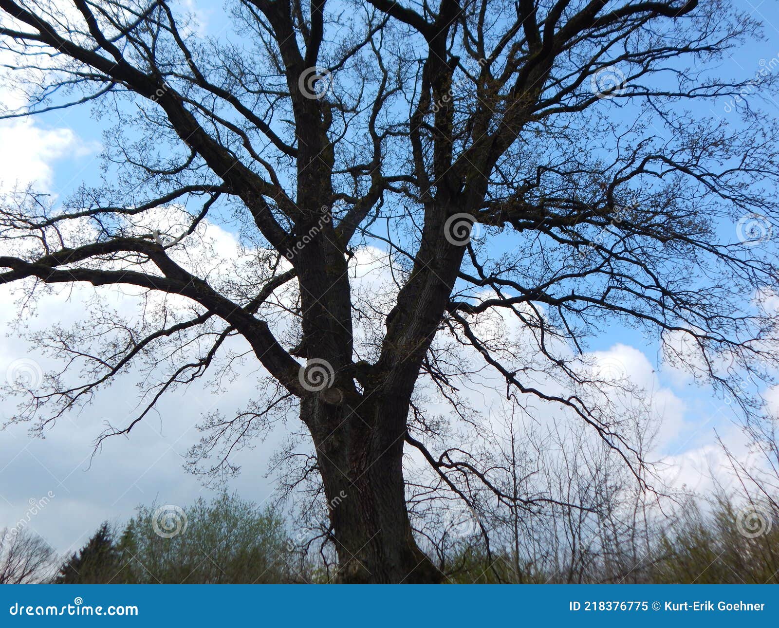 Photos of nature in spring stock image. Image of tree - 218376775