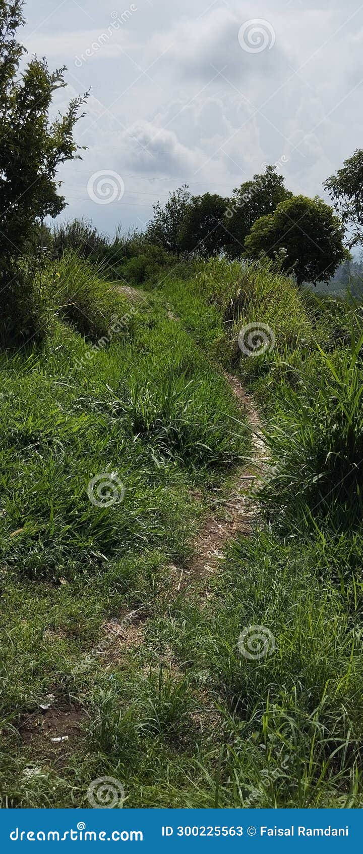 Photos of Open Nature Flowers and Trees Stock Image - Image of nature ...