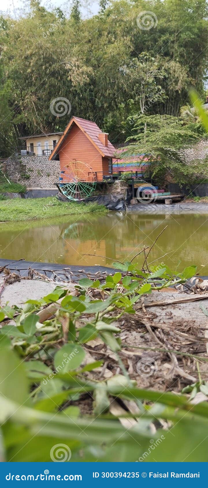 Photos of Open Nature Flowers and Trees Stock Image - Image of forest ...