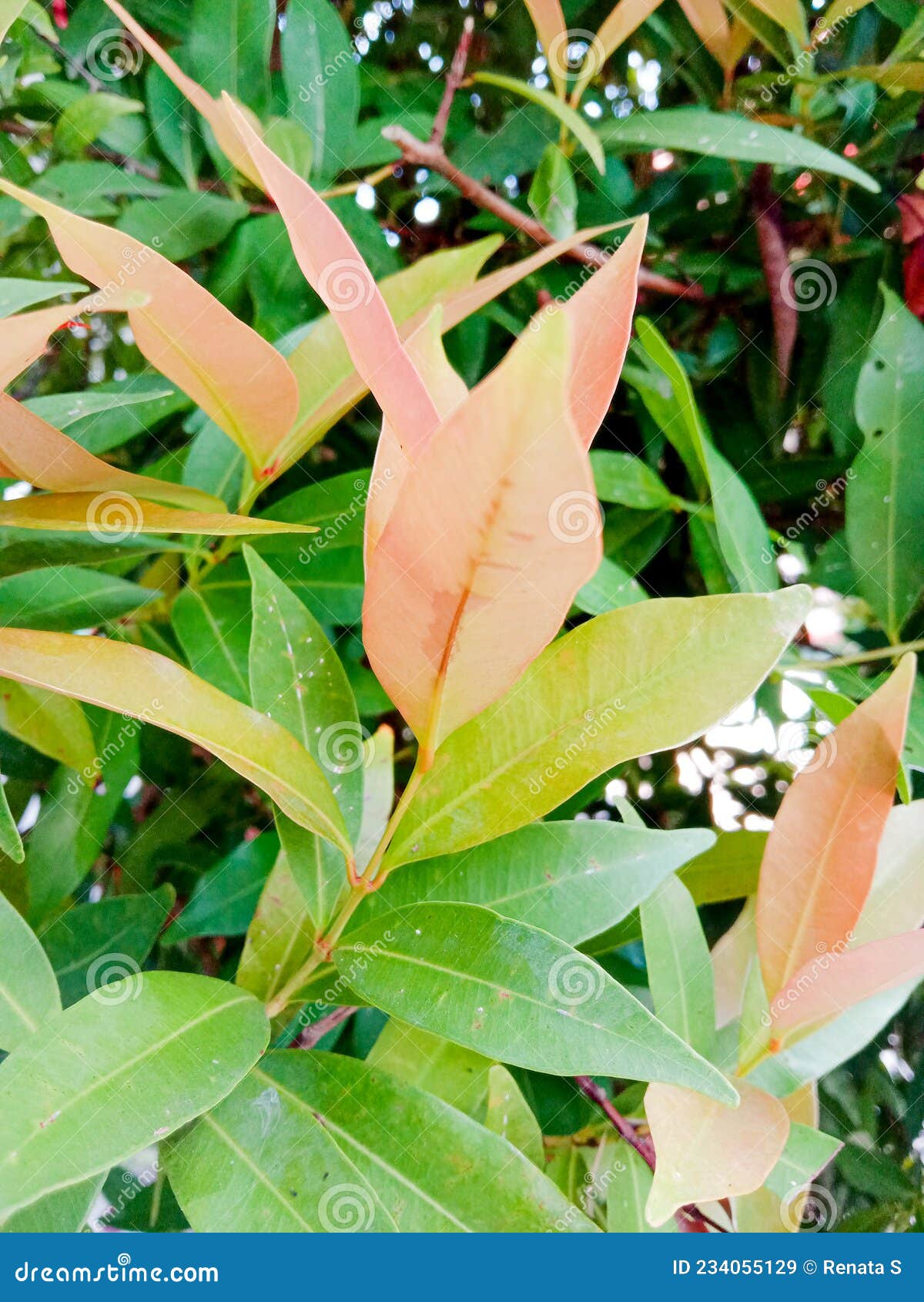 Photos and Pictures of Duku Trees Stock Image - Image of green, leaf ...