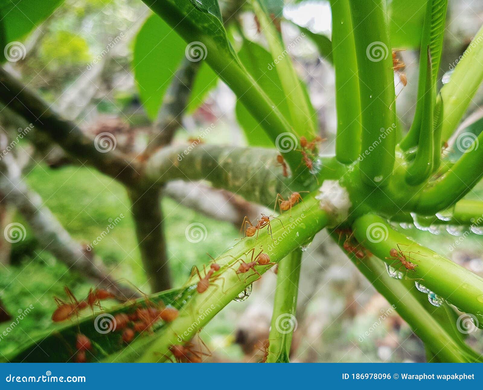 Photos of Red Ants on a Tree Stock Photo - Image of food, macro: 186978096