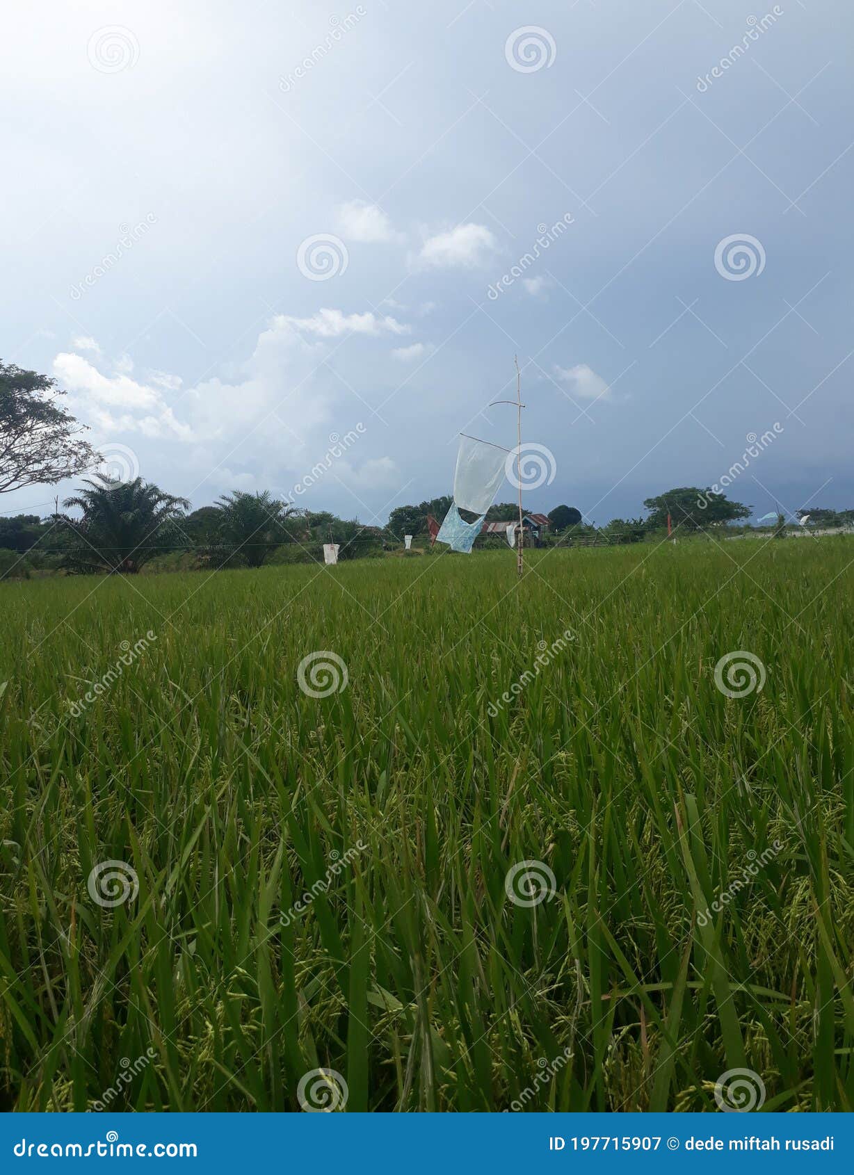 Photos of Rice Fields before Harvest Stock Image - Image of nature ...