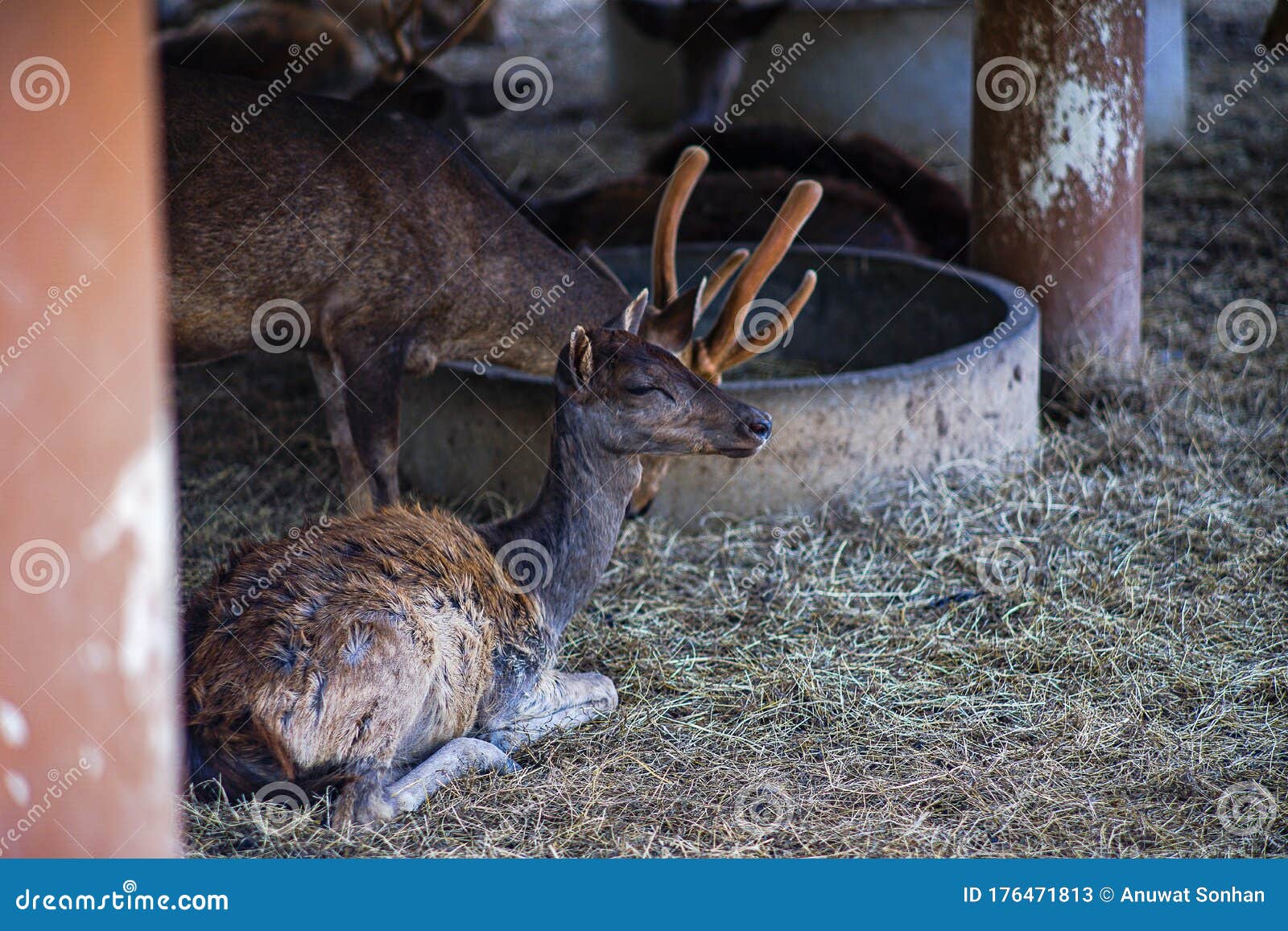 Photos of Sleeping Little Deer Wildlife Stock Image - Image of fetal ...