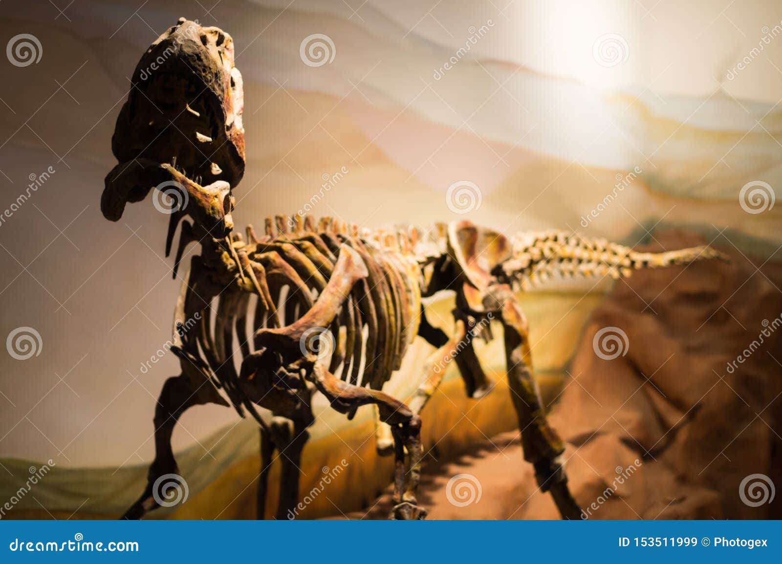 Photos of Some Dinosaur Fossils Replicas Editorial Stock Image - Image ...