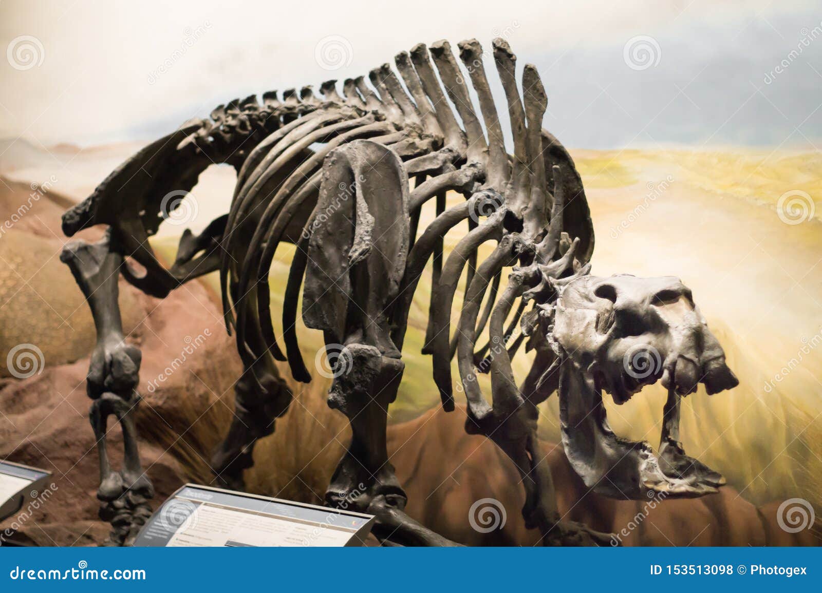Photos of Some Dinosaur Fossils Replicas Editorial Stock Photo - Image ...