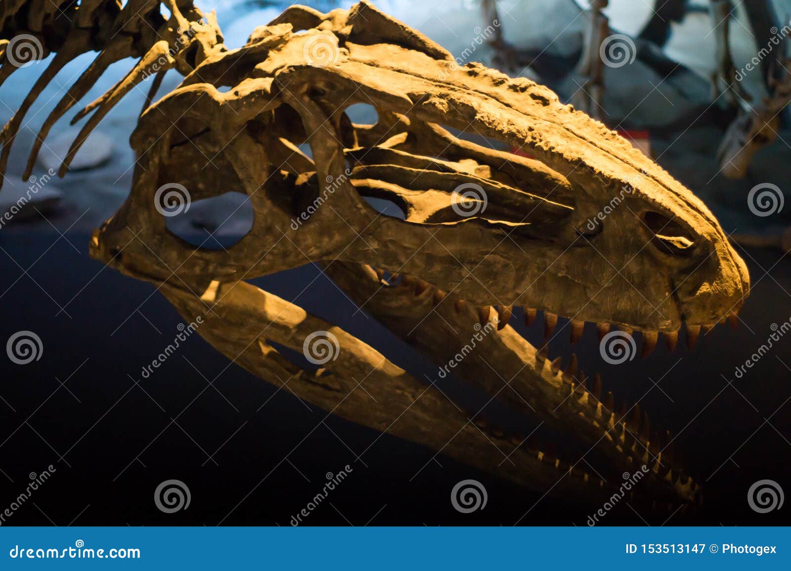 Photos of Some Dinosaur Fossils Replicas Stock Image - Image of ...