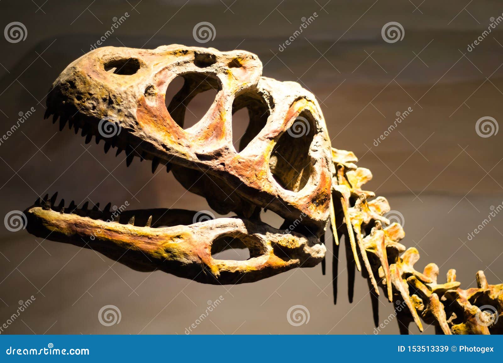 Photos of Some Dinosaur Fossils Replicas Editorial Stock Image - Image ...