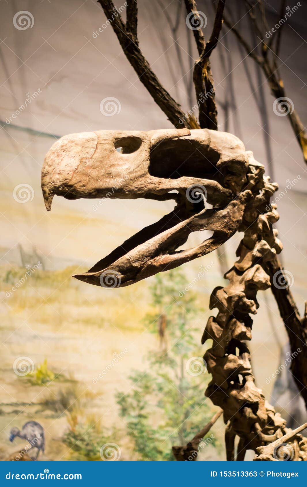 Photos of Some Dinosaur Fossils Replicas Editorial Stock Photo - Image ...