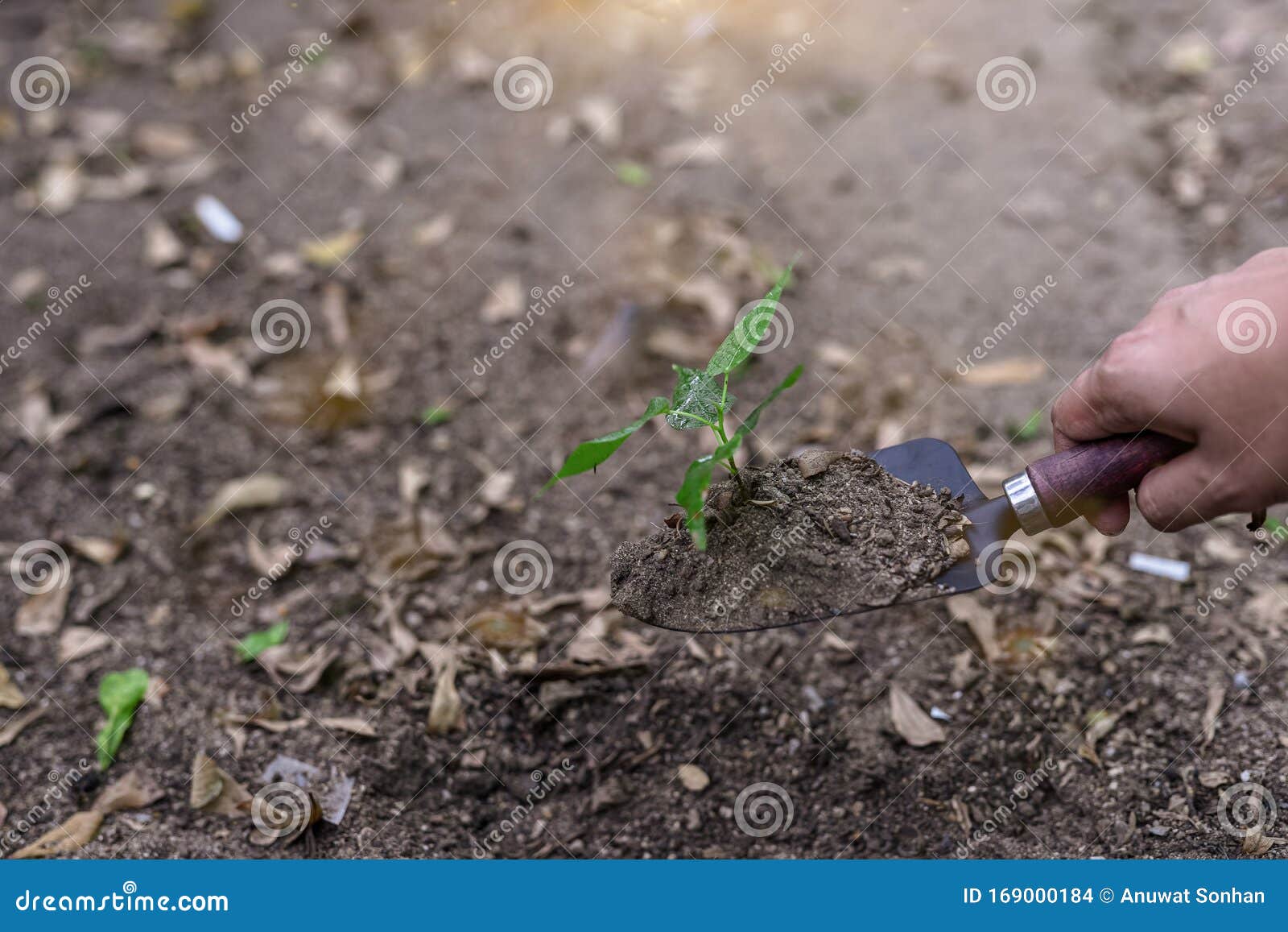 Photos of a Spoon Handle To Dig the Soil with a Small Green Tree Stock ...
