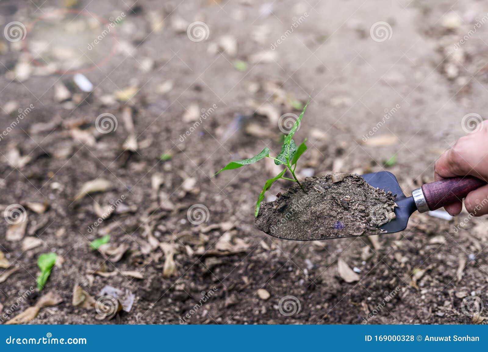 Photos of a Spoon Handle To Dig the Soil with a Small Green Tree Stock ...