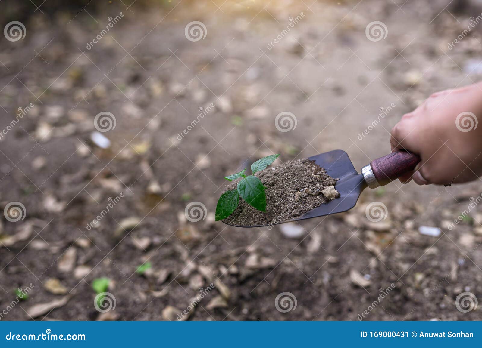 Photos of a Spoon Handle To Dig the Soil with a Small Green Tree Stock ...