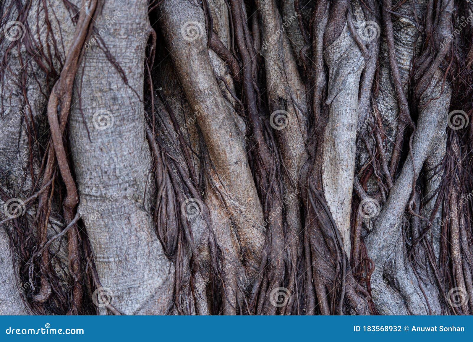 Photos of the Surface of the Trunk of a Large Tree with Roots Inserted ...