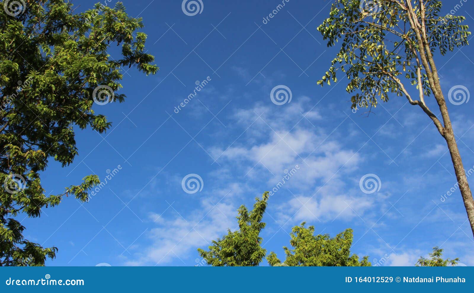 Photos with Tree in the Foreground with a Background in the Sky. Stock ...