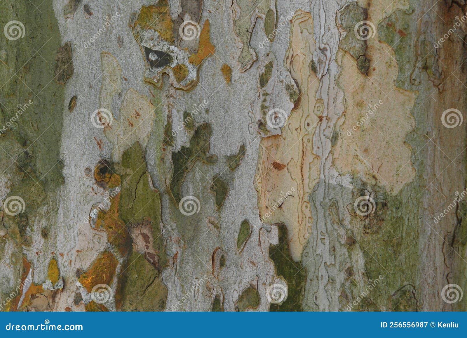 Trunk Surface Texture of Planetree Stock Image - Image of green ...
