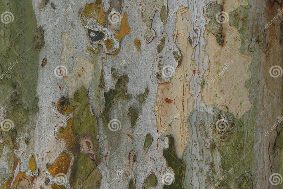 Trunk Surface Texture of Planetree Stock Image - Image of green ...