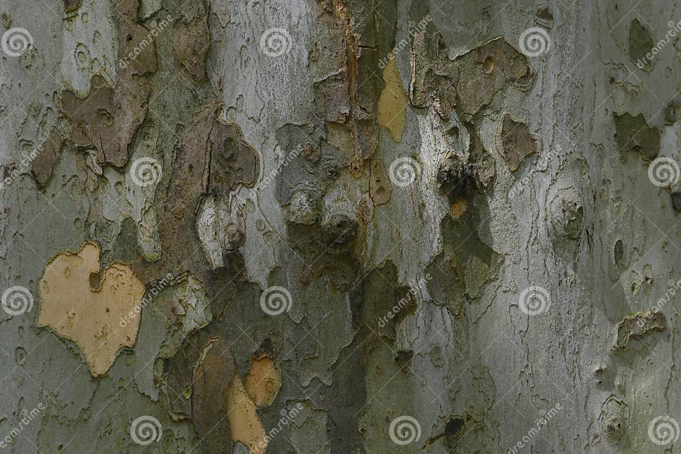 Trunk Surface Texture of Planetree Stock Image - Image of natural ...