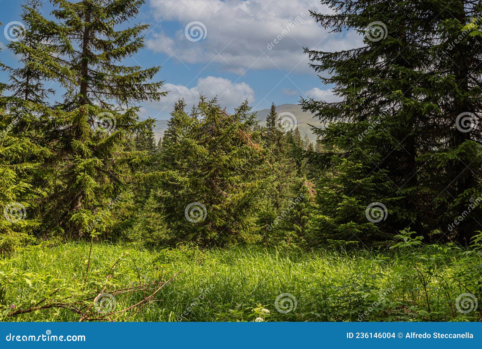 Photos of the Typical Alpine Woods Stock Photo - Image of vintage ...