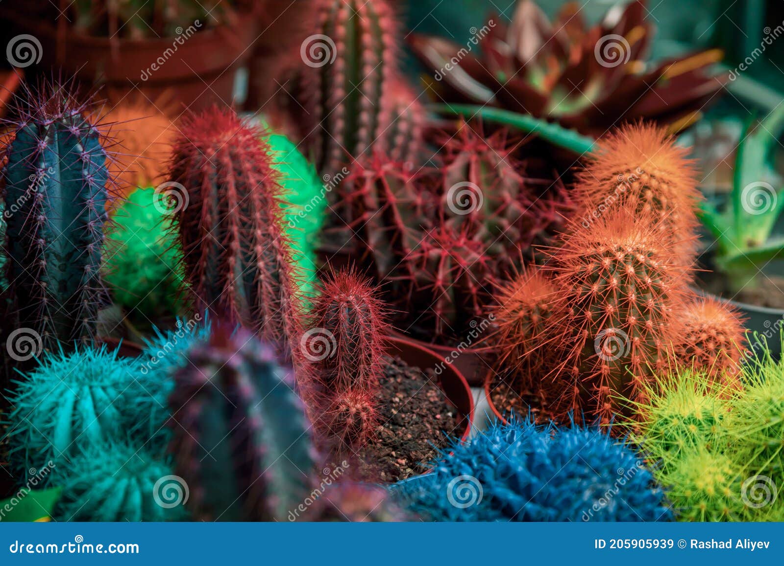 Photos of Various Colored Cacti Stock Image - Image of thorn, bidding ...