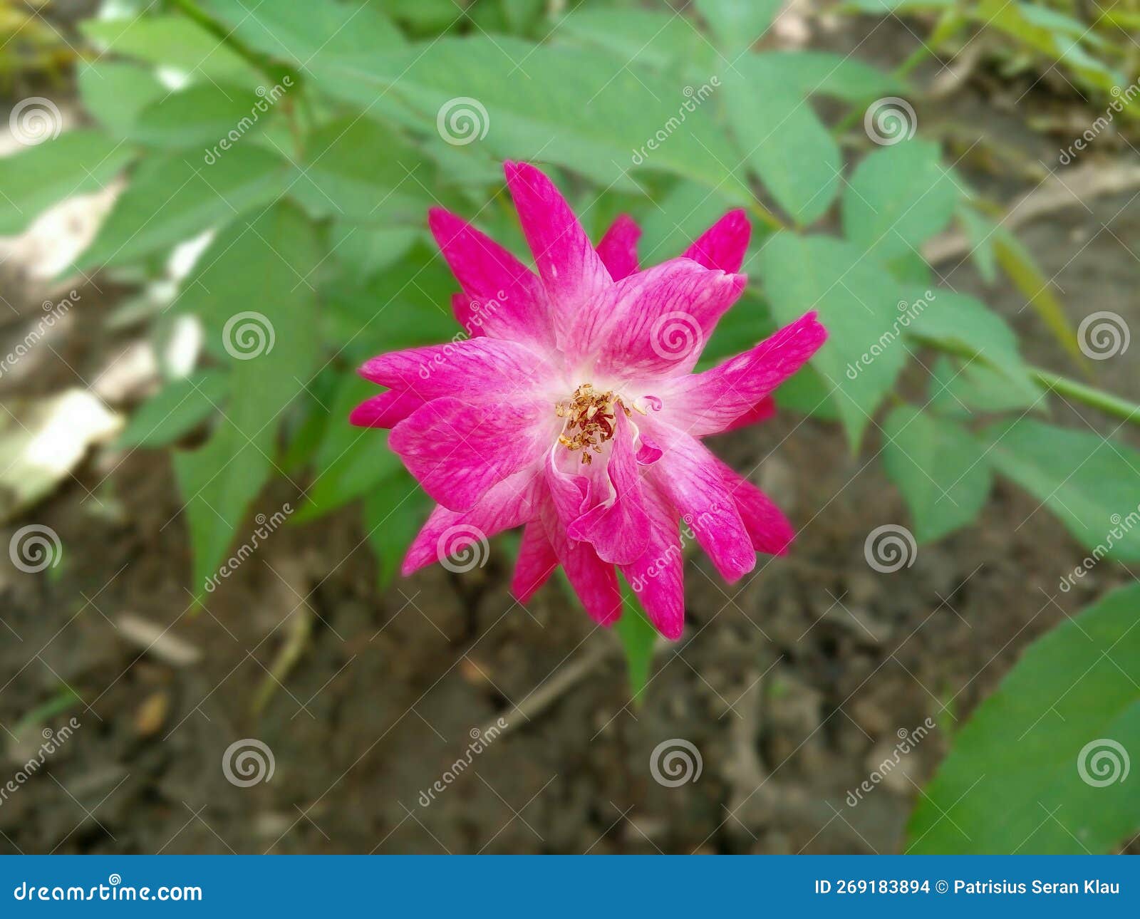 Photos of Various Tiny Multi-colored Flowers Blooming Around My Yard ...