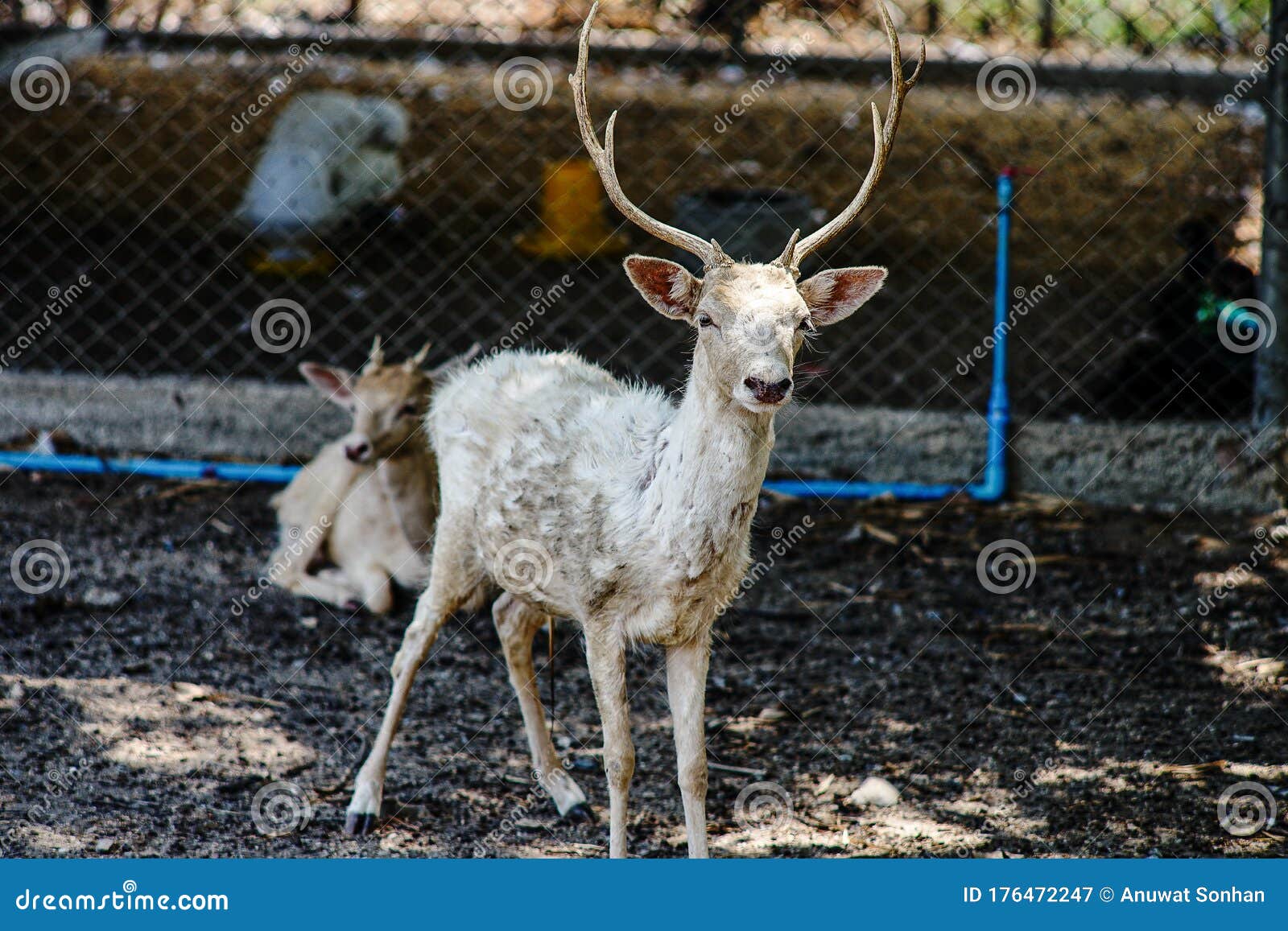 Photos of Wild Deer Animals that are Looking at Something Stock Image ...