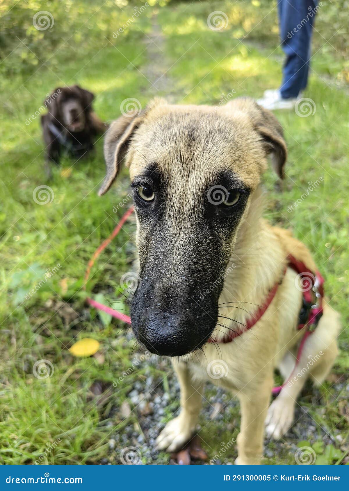 Photos of Young Dog with Slap Ears Stock Image - Image of young, slap ...