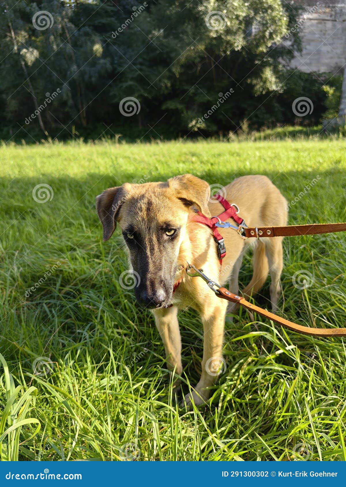 Photos of Young Dog with Slap Ears Stock Photo - Image of slap, ears ...