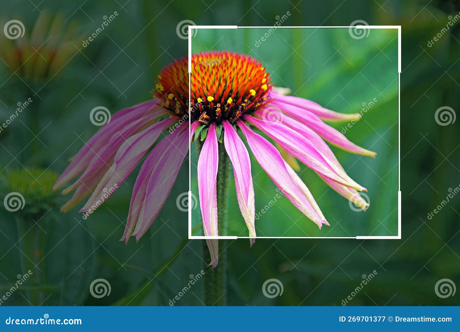 Photoshop Editing Edit Tools Marquee Rectangular Crop Adjustment Layer Layers Brightness Curves
