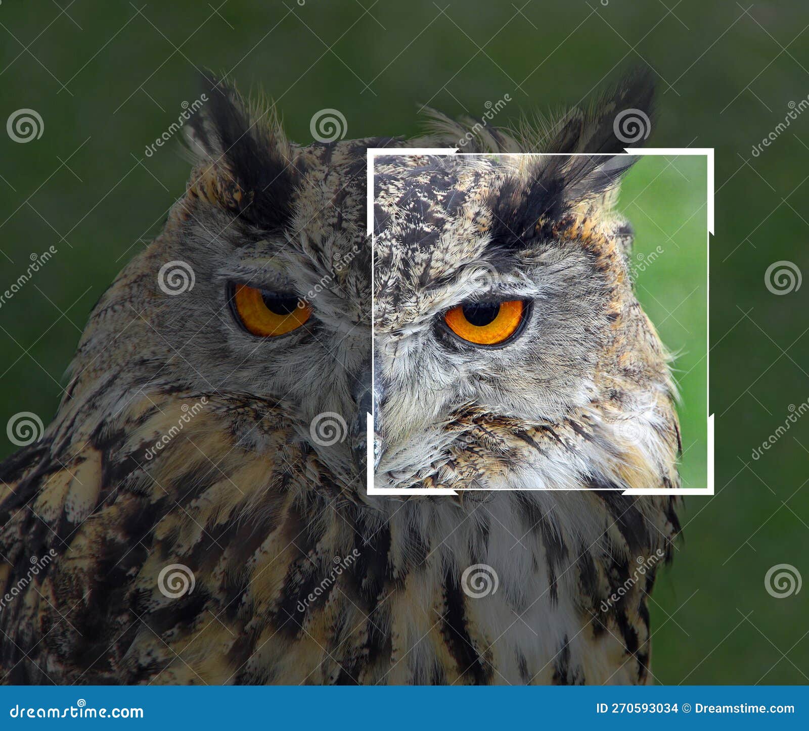 Photoshop Tools Editing Suite Tool Crop Marquee Rectangular Adjust ...