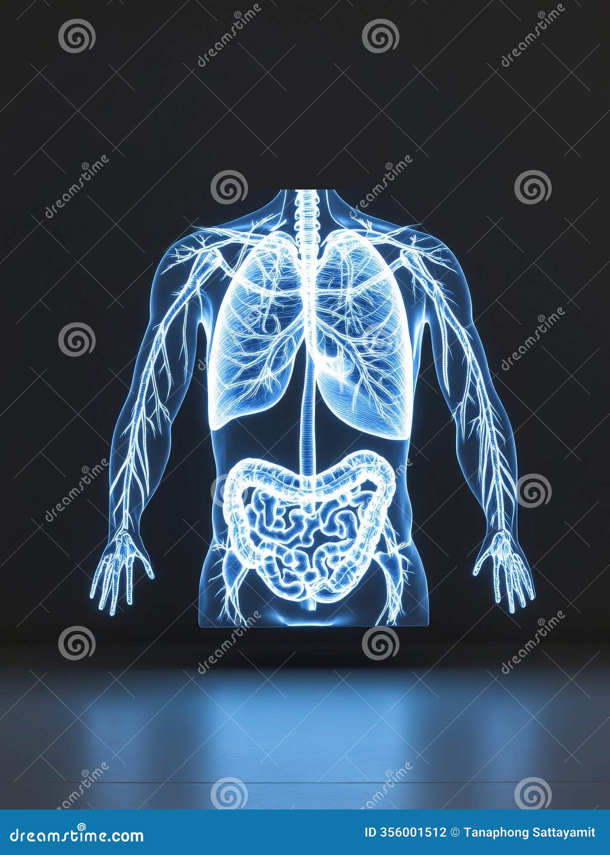 Luminous Human Anatomy on Lightbox a Photostock Image of a Glowing CT ...