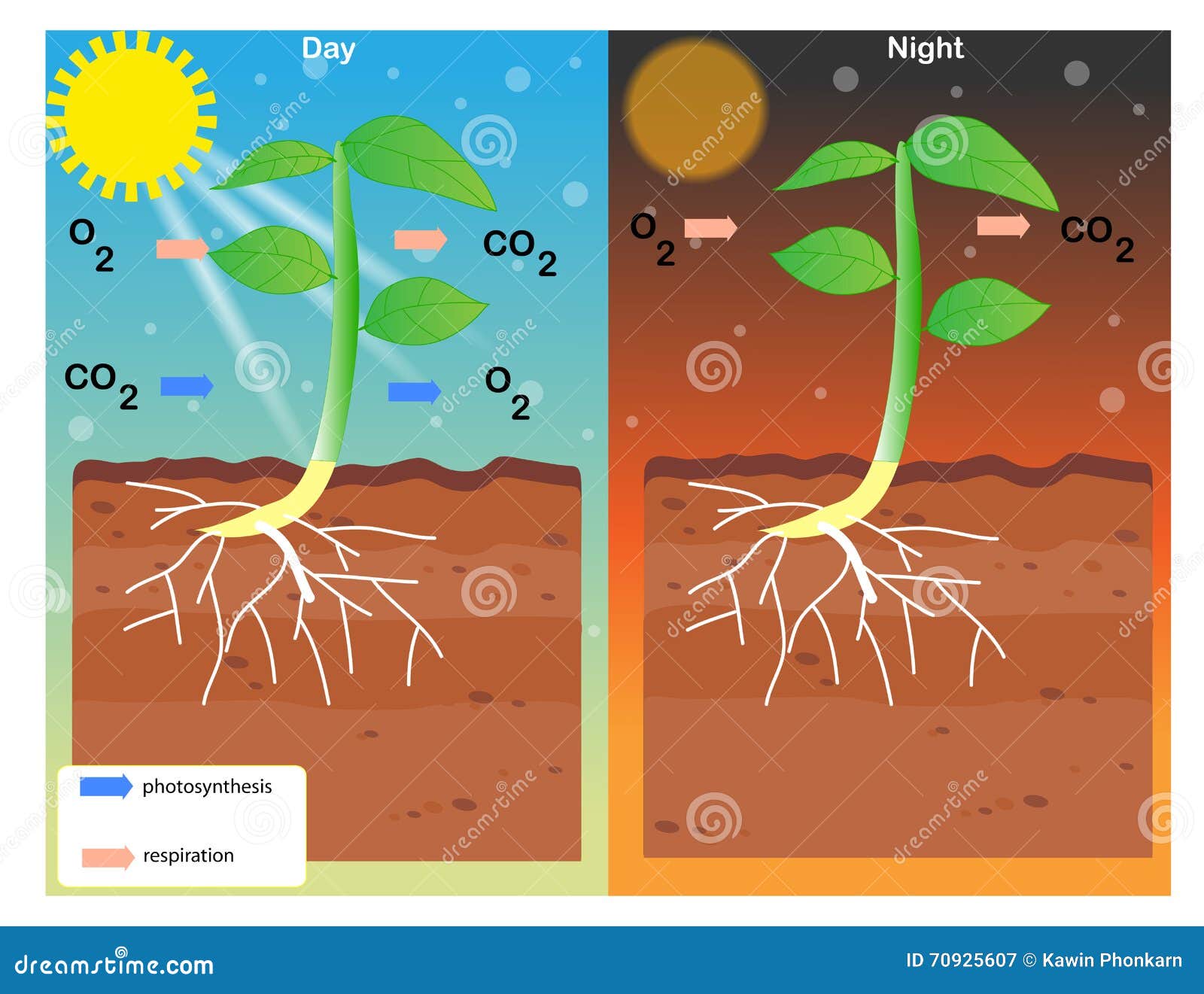 Photosynthèse Et Respiration Illustration Stock - Illustration du ...