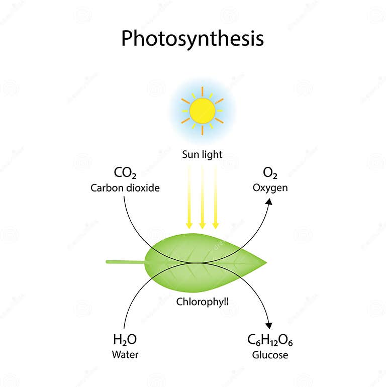 Photosynthesis Process, Photosynthesis Equation Formula, Biology ...