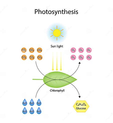Photosynthesis Process, Photosynthesis Equation Formula, Biology ...