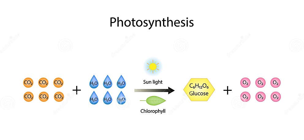 Photosynthesis Process, Photosynthesis Equation Formula, Biology ...