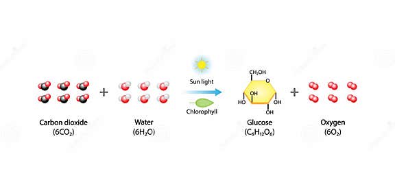 Photosynthesis Process, Photosynthesis Equation Formula, Biology ...
