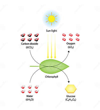 Photosynthesis Process, Photosynthesis Equation Formula, Biology ...