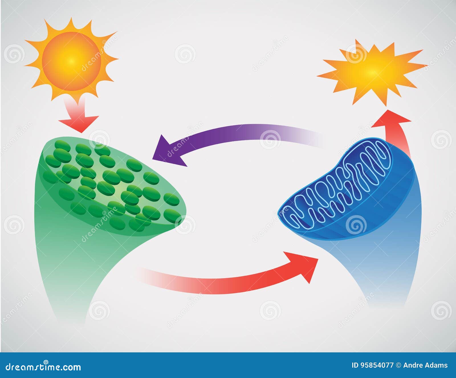 Photosynthesis stock vector. Illustration of heat, chloroplast - 95854077