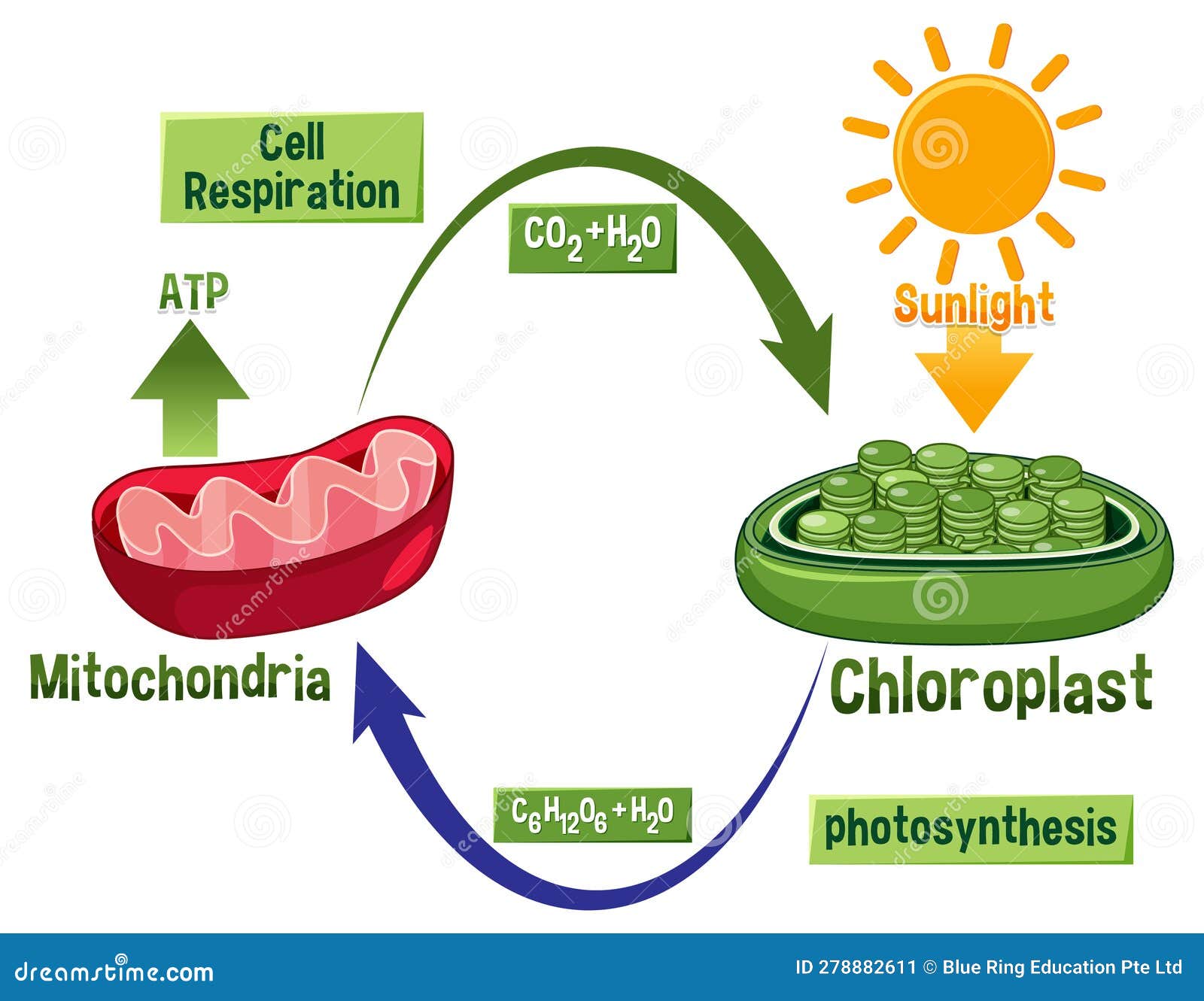 Photosynthesis and Cellular Respiration Diagram Stock Vector ... Photosynthesis and Cellular Respiration Diagram Stock Vector ...
