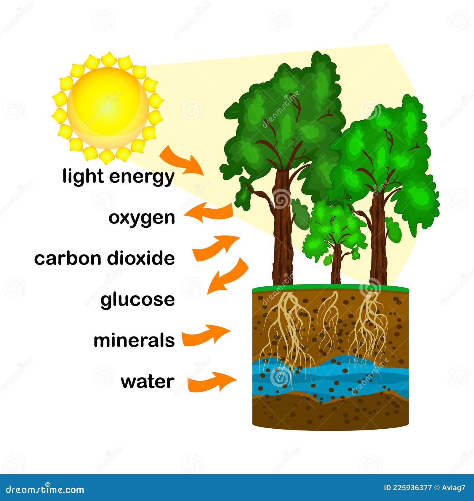 Photosynthesis Diagram. Schematic Vector Illustration Of The ... Photosynthesis Diagram. Schematic Vector Illustration Of The ...