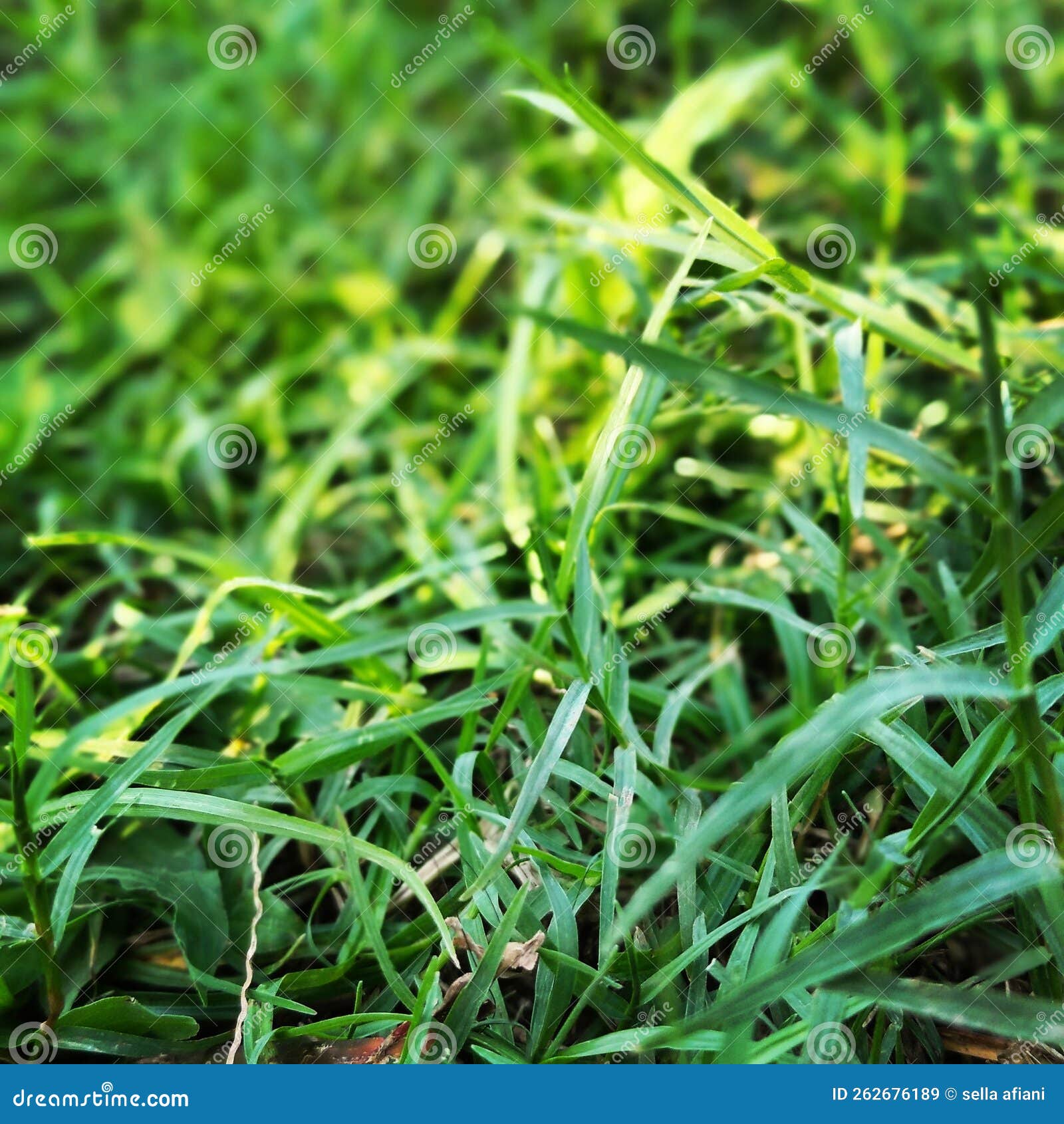 The photosynthesis stock image. Image of grass, morning - 262676189