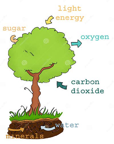 Photosynthesis plan text stock illustration. Illustration of converted ...