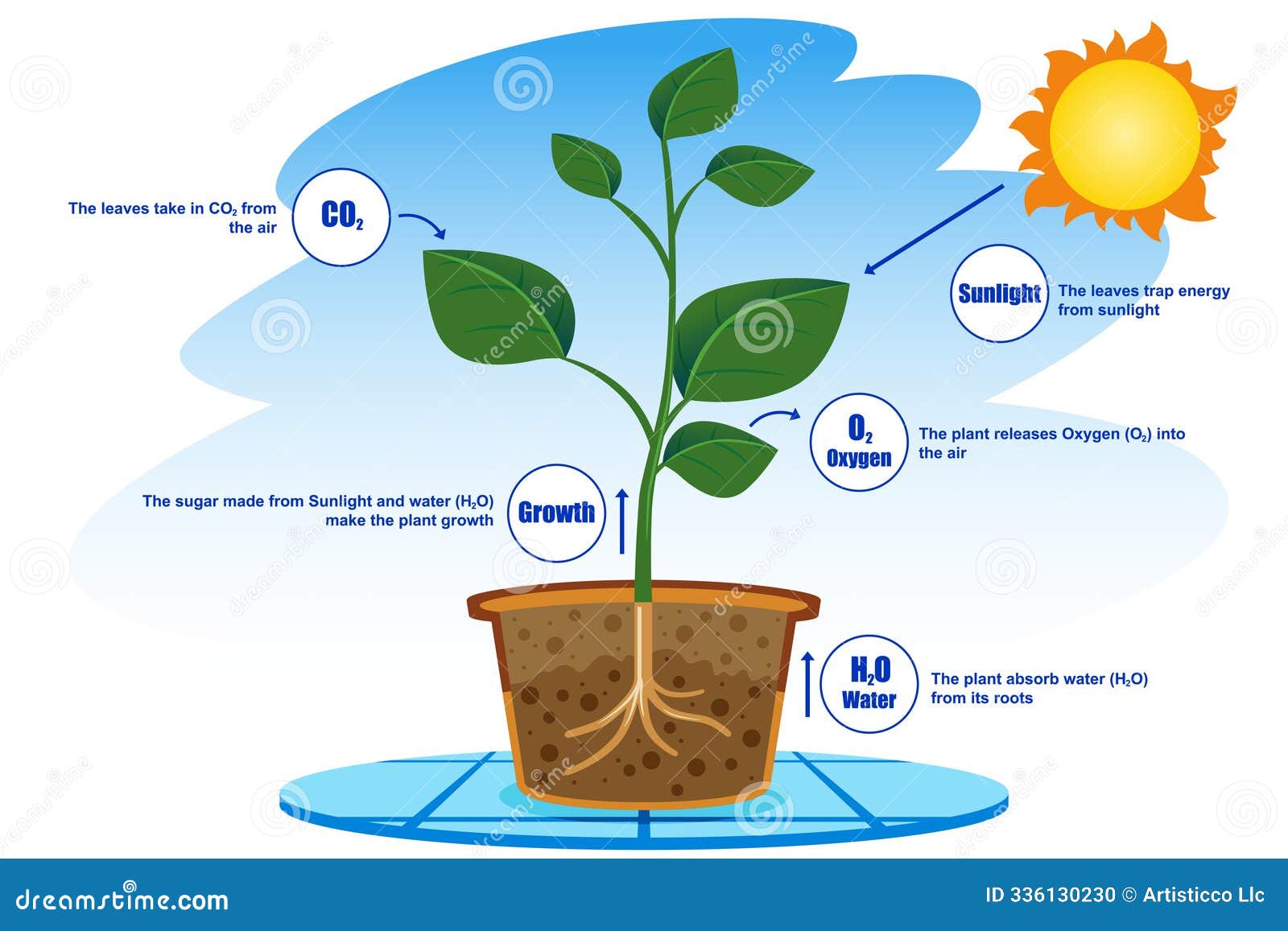 Photosynthesis Process Infographics Vector Illustration Stock Vector ...