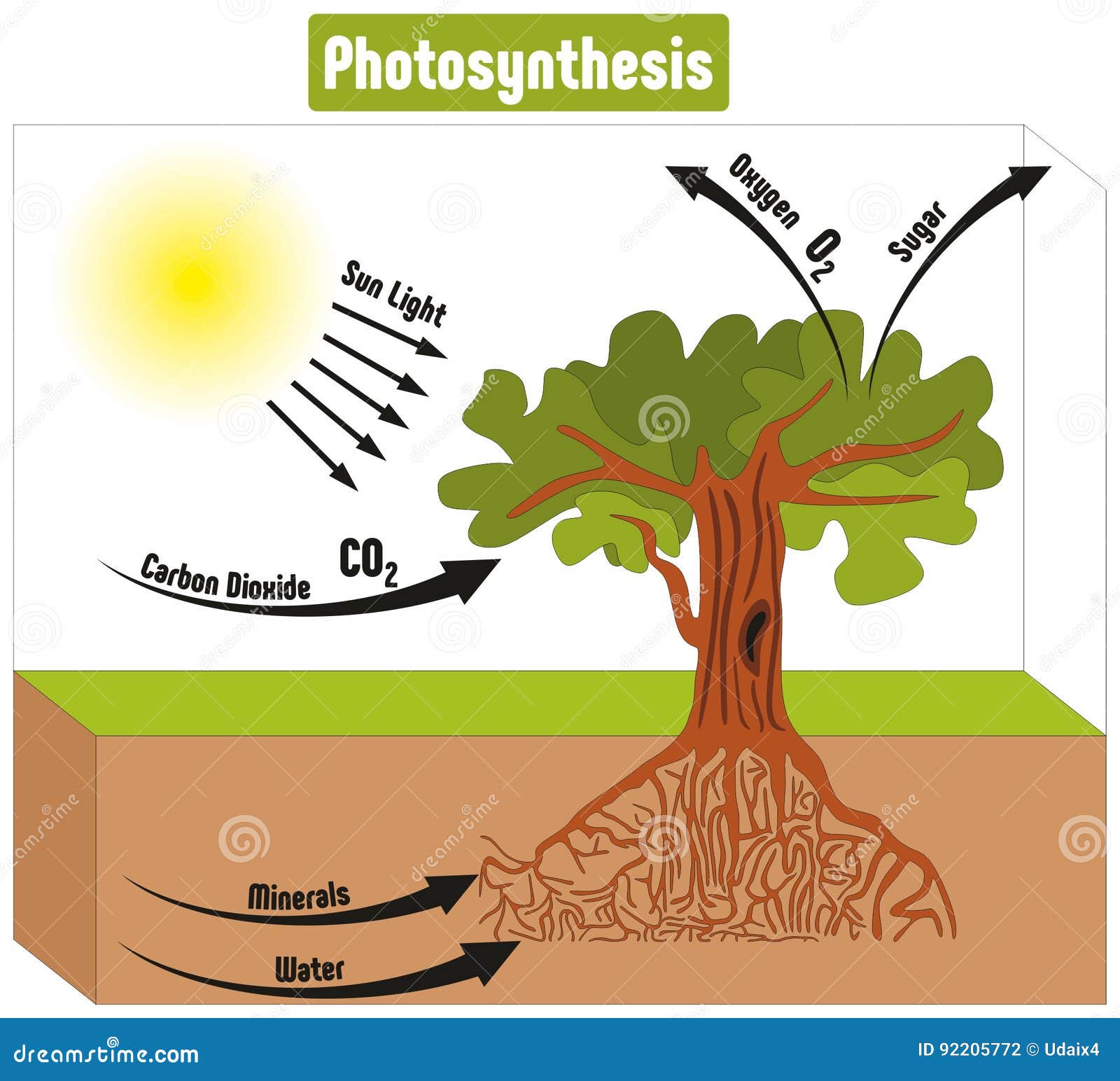 Photosynthesis Process in Plant Diagram Stock Vector - Illustration of ... Photosynthesis Process in Plant Diagram Stock Vector - Illustration of ...